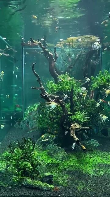 Ангелы в лесу)