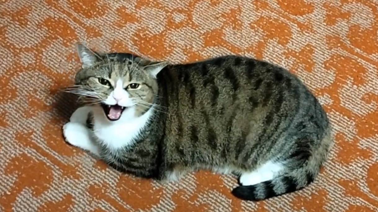 Кот. Замечательно начали утро, но подрались 😨