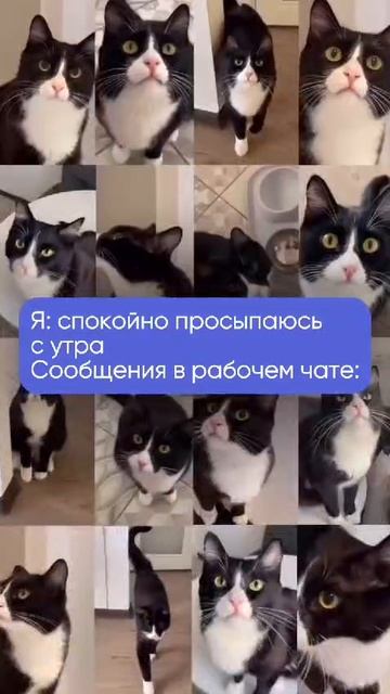 Я: спокойно просыпаюсь с утра сообщения в рабочем чате