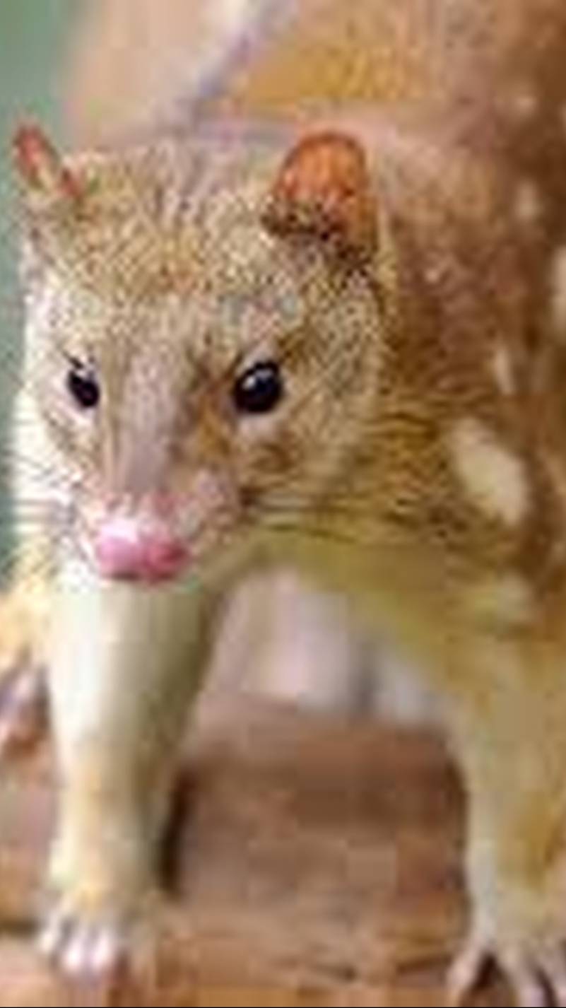 Интересный зверёк; Пятнистая, Сумчатая Куница.