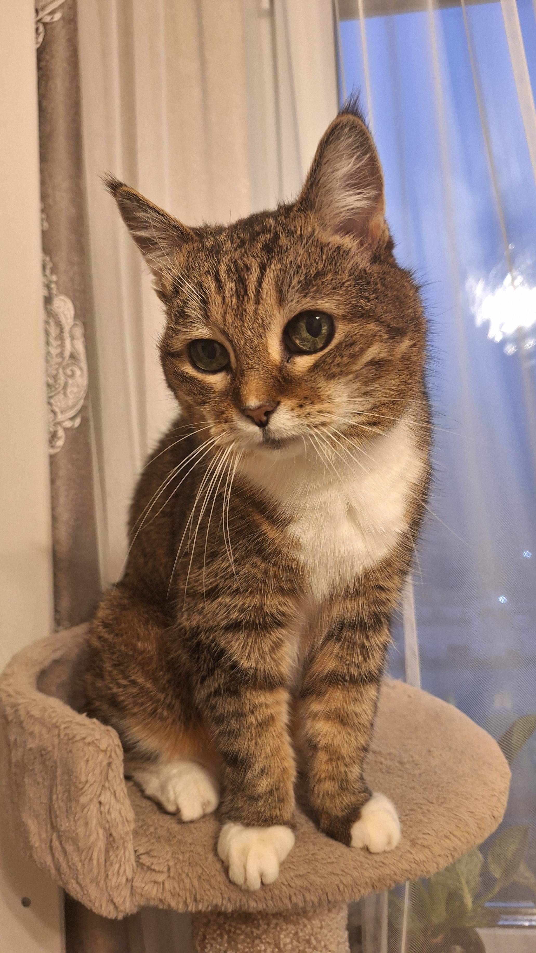 Кошка Тося и пекинес Дендик утро