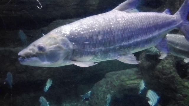 Москвариум. Большая тигровая рыба.