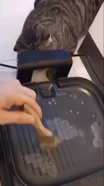 Пушистые непоседы.