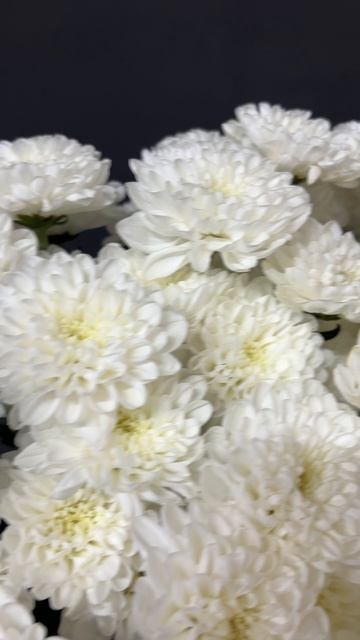 Букет из белой хризантемы под ленту, 7 штук / арт. 3532