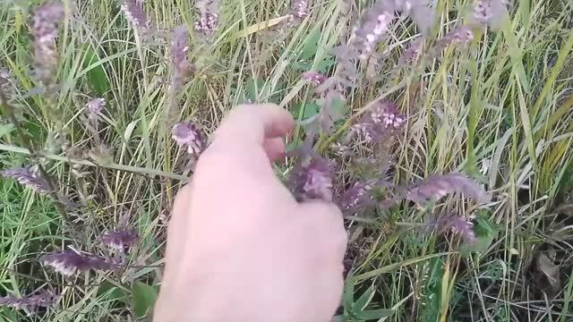 ЗУБЧАТКА ОБЫКНОВЕННАЯ. ПОЛЕЗНЫЕ СВОЙСТВА