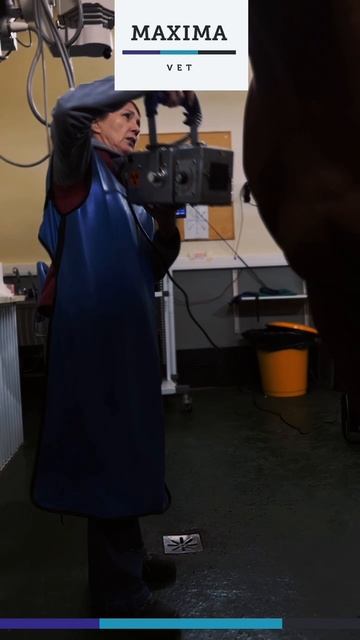 MAXIMA VET: Рентген лошадей - Акция!