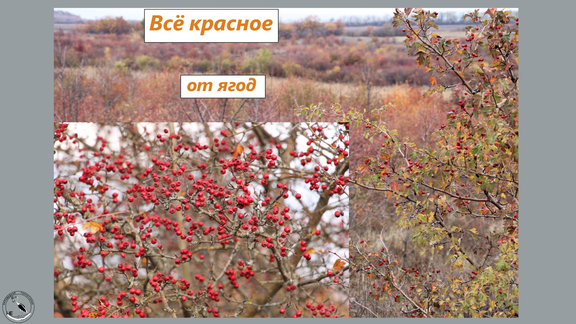 Всё красное. Ягоды боярышника. Октябрь 2025