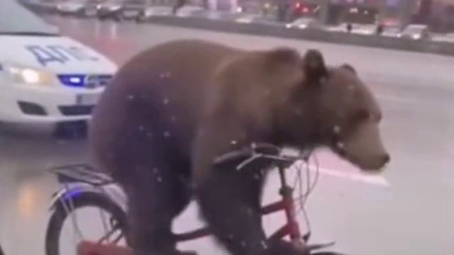 Погоня полиции за медведем в Ростове