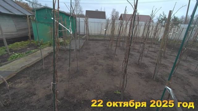 7 соток. В малиннике навела порядок. Хроника 22 октября 2025 год