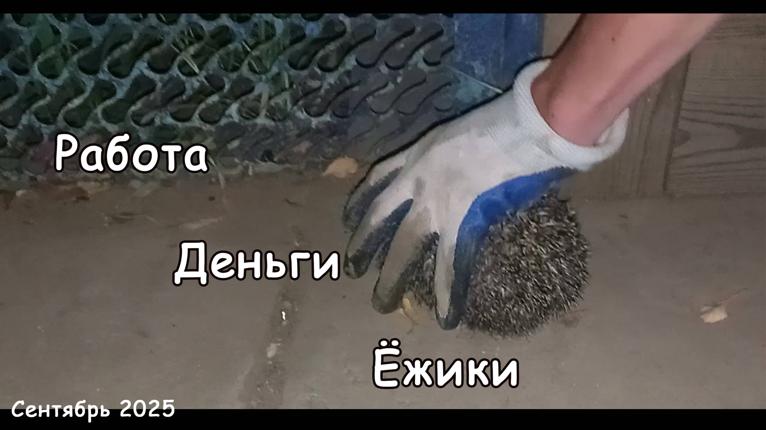 Сентябрь ВЛОГ, работаем, платим за всё и всем и ловим ежа!