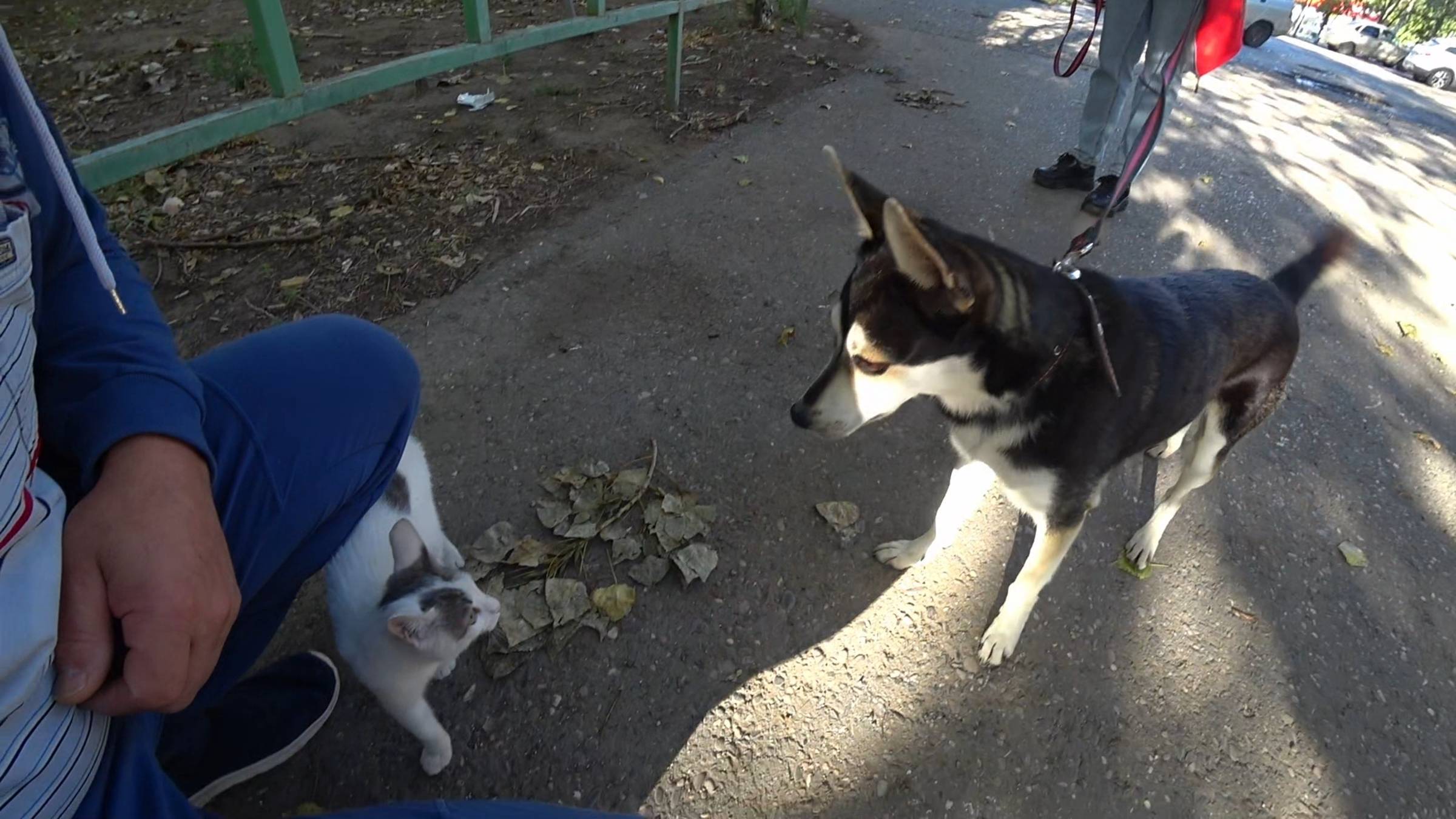 Бася-Рита и смелый котёнок. 23.08.2025.