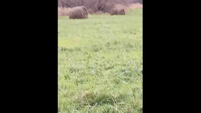 Полюшка с каташками Field with rollers