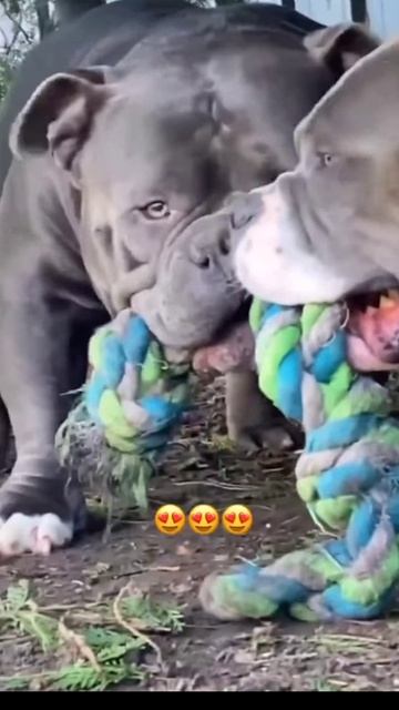 Великолепные псы 2025.