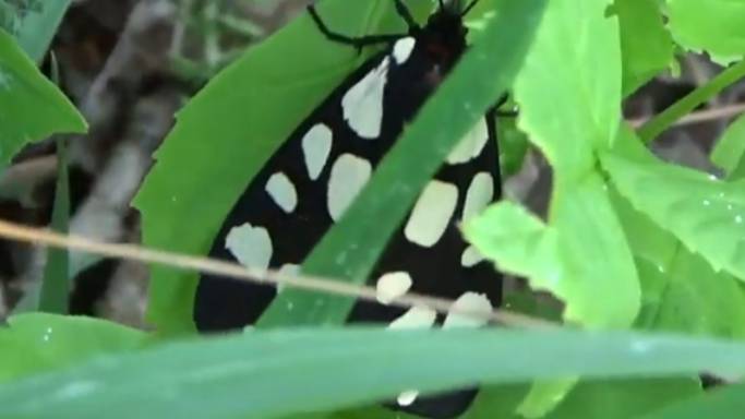 Медведица Деревенская Бабочка