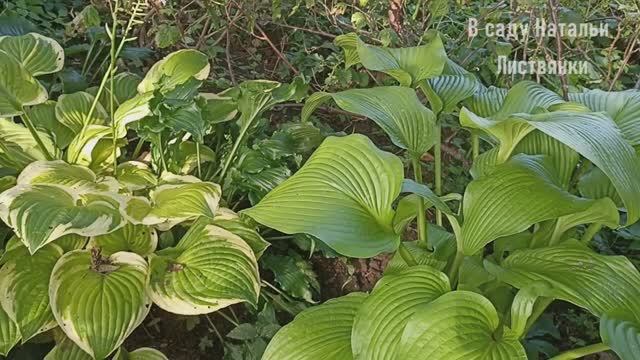 2025 (2). Много хост - Путешествие от хосты к хосте, 2 часть. С таймкодами в описании видео