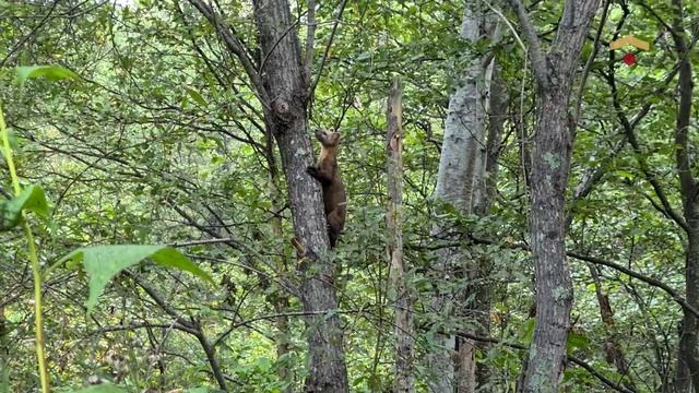 Встреча с соболем