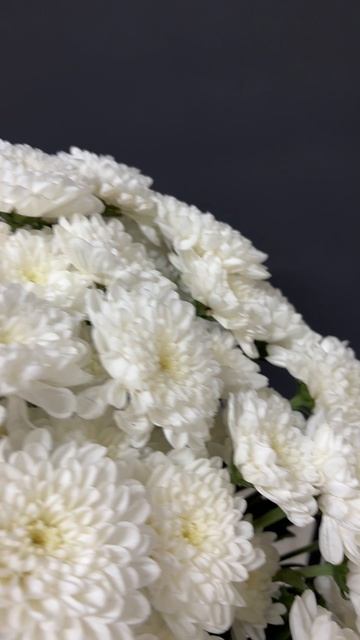 Букет из белой хризантемы под ленту, 11 штук / арт. 3533