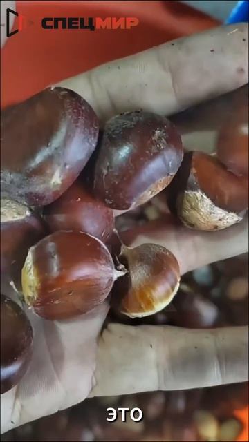 Машина для обработки каштанов +7 (495) 108-72-91