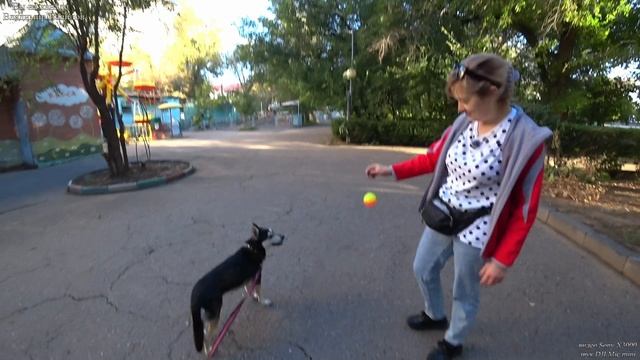 Гуляем с Басей-Ритой по парку Аркадия. День 7-й, часть 3-я. 23.08.2025.