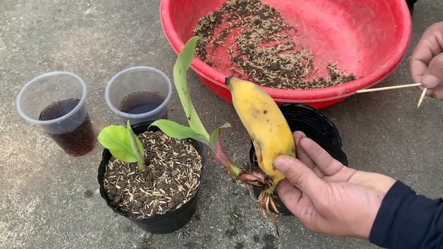 SUPER SPECIAL TECHNIQUE for propagating bananas with coca-cola, super fast growth