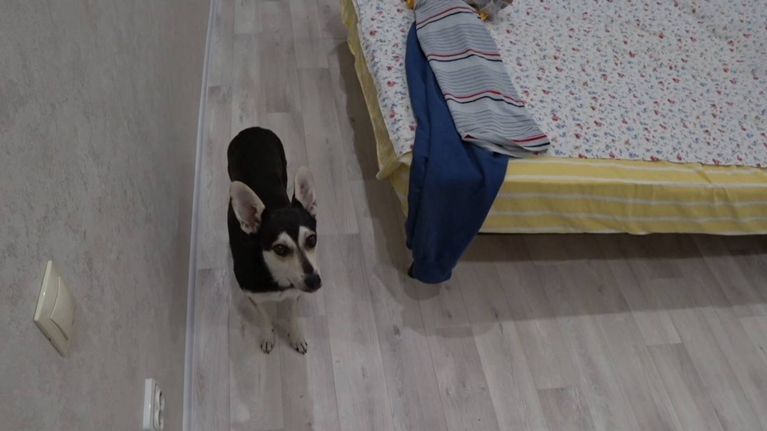 Пришли с прогулки с Басей. Мойка лап, прыг на кровать. 22.08.2025.