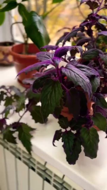 Гинура прекрасная #гинура #какрастётгинура