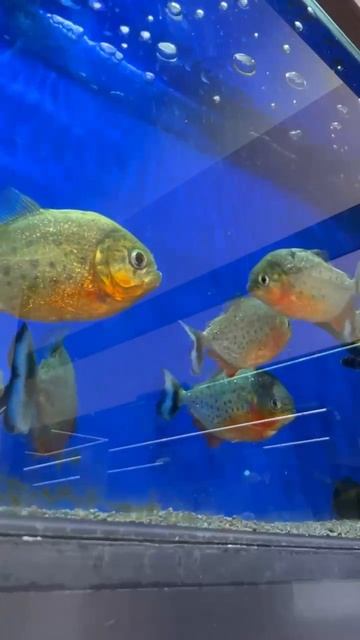 Пиранья краснобрюхая в аквариуме