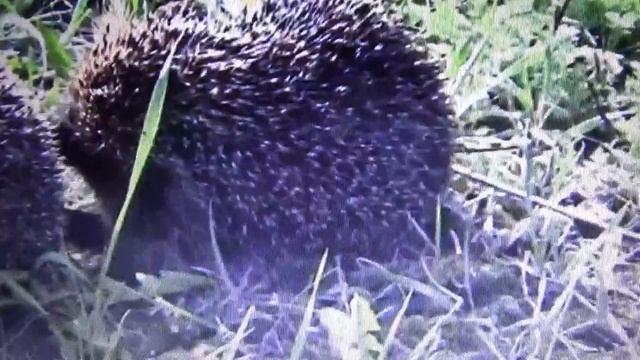 Как Выглядит Ежик Где Живут Ежики