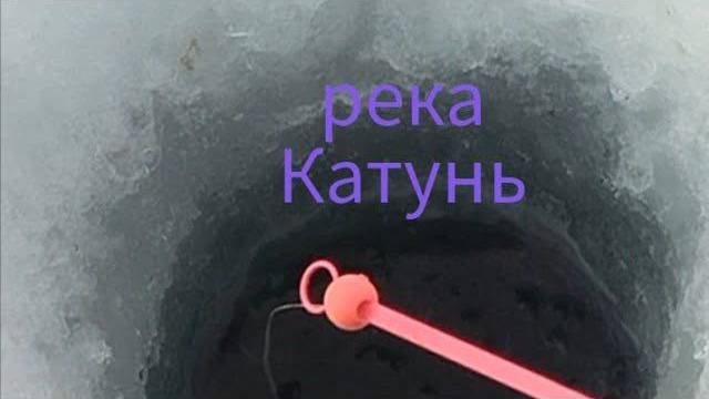 классная рыбалка на катуни. давно столько не ловил!