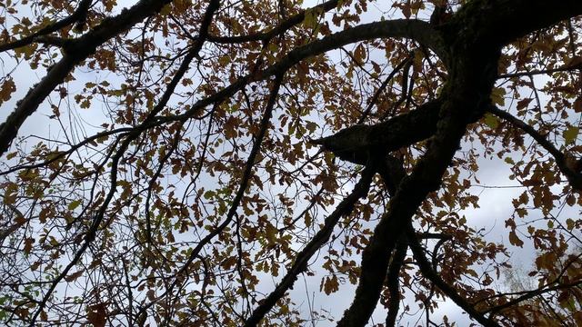 Осенний дубик в тишине...