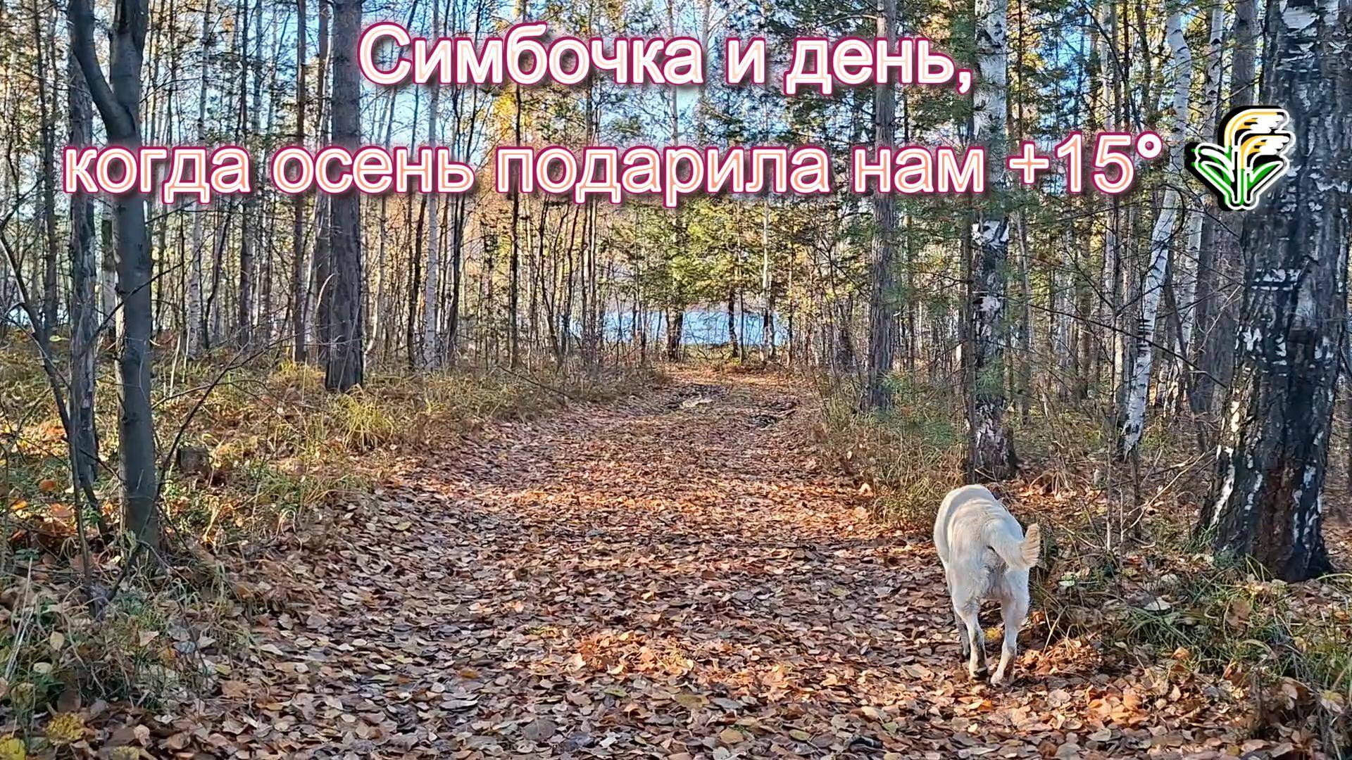 Симбочка и день, когда осень подарила нам +15° 🌾