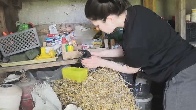 Выкармливаем птицу _ ПТИЦА _ Раненная птица _ В огороде _ Помощь животным ｜ Кормим ｜ Червяки - Mad