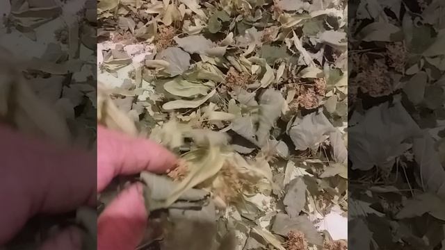 липовый цвет