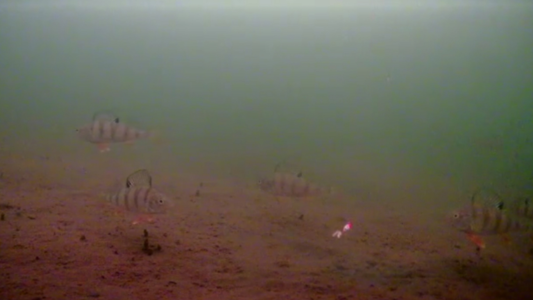 Эти окуни издеваются над нами!!! Их тьма под водой, клюют только избранные!!!