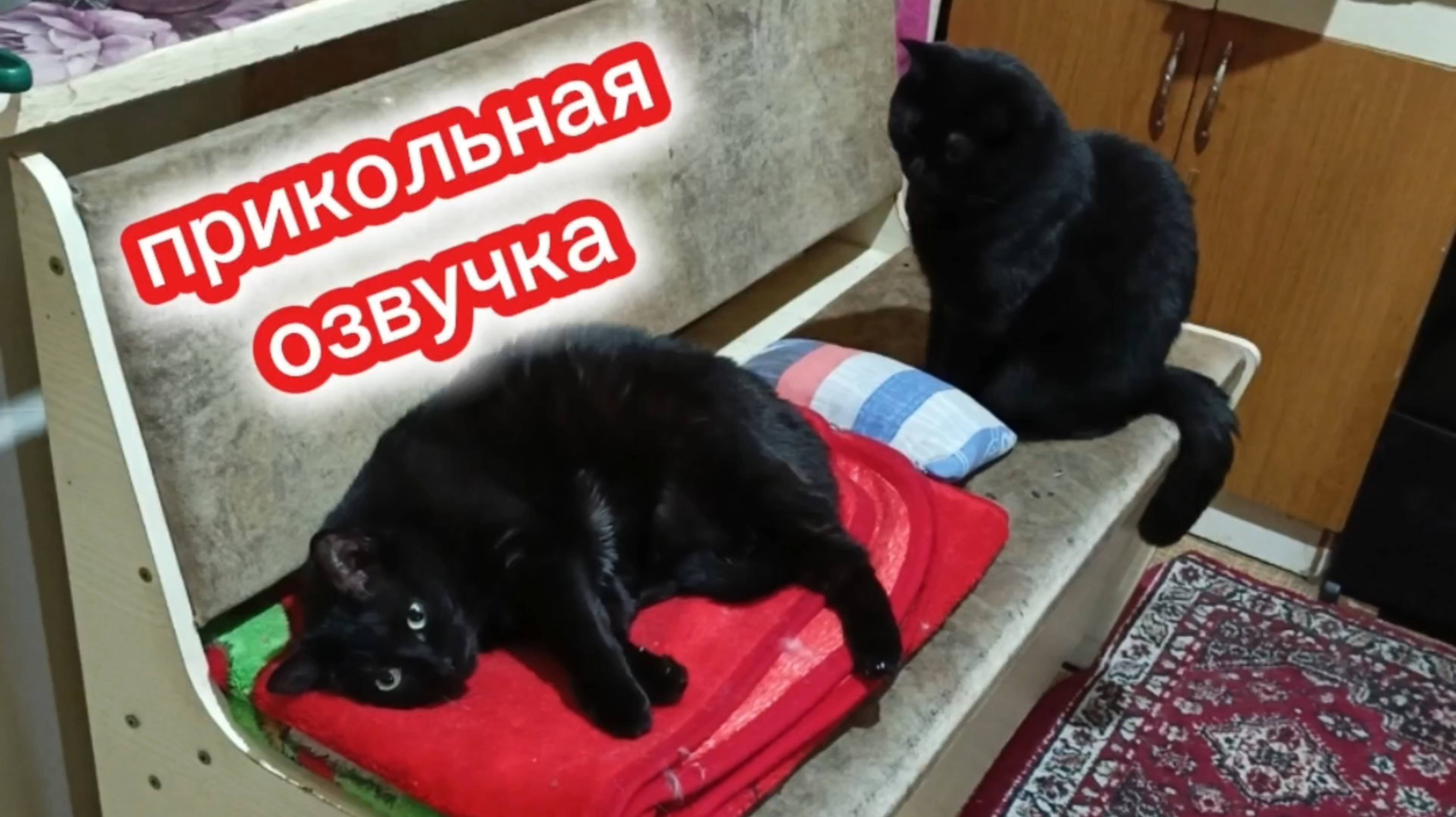 Кошки с озвучкой.