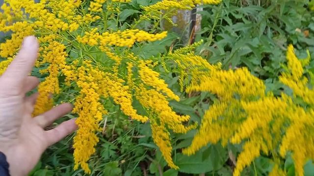 23.10.25г.  Очень КРАСИВО Цветёт СОРНЯК сорта ЗОЛОТАРНИК!!!👍🙂