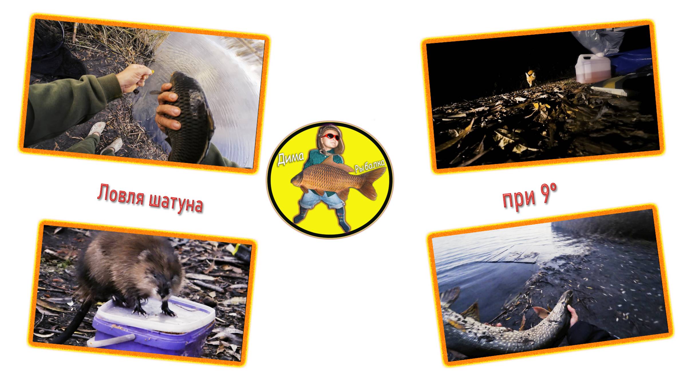 Карп шатун или ловля при  9 грудусах