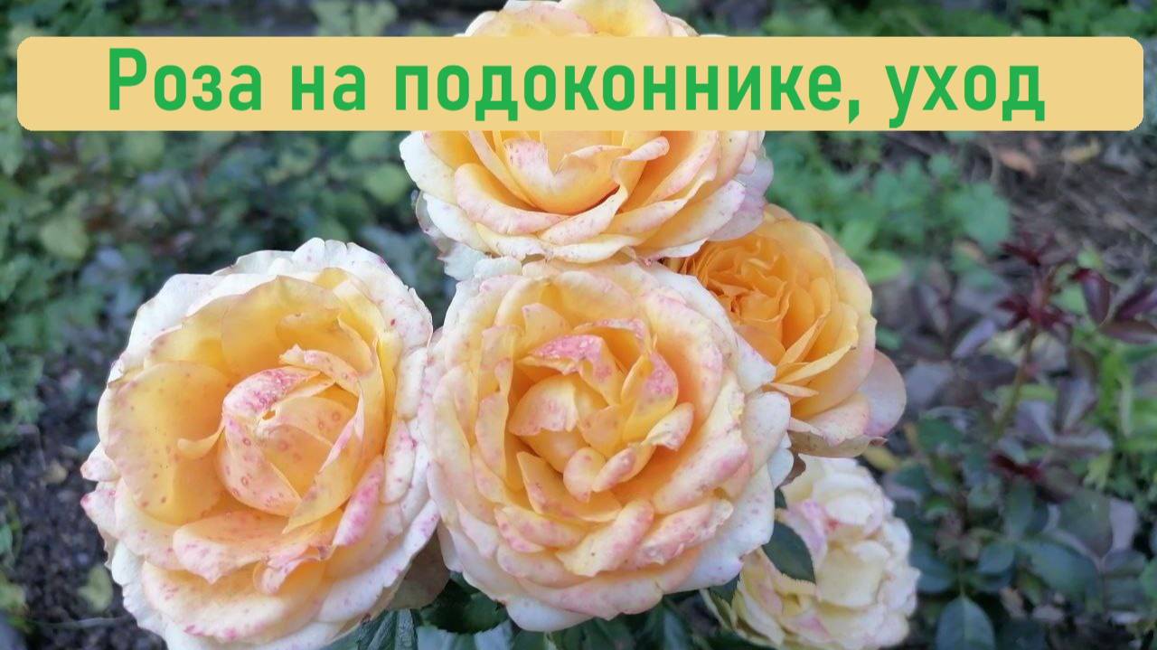 Домашняя роза, уход, чем подкормить, как содержать зимой. Болезни и вредители на подоконнике.
