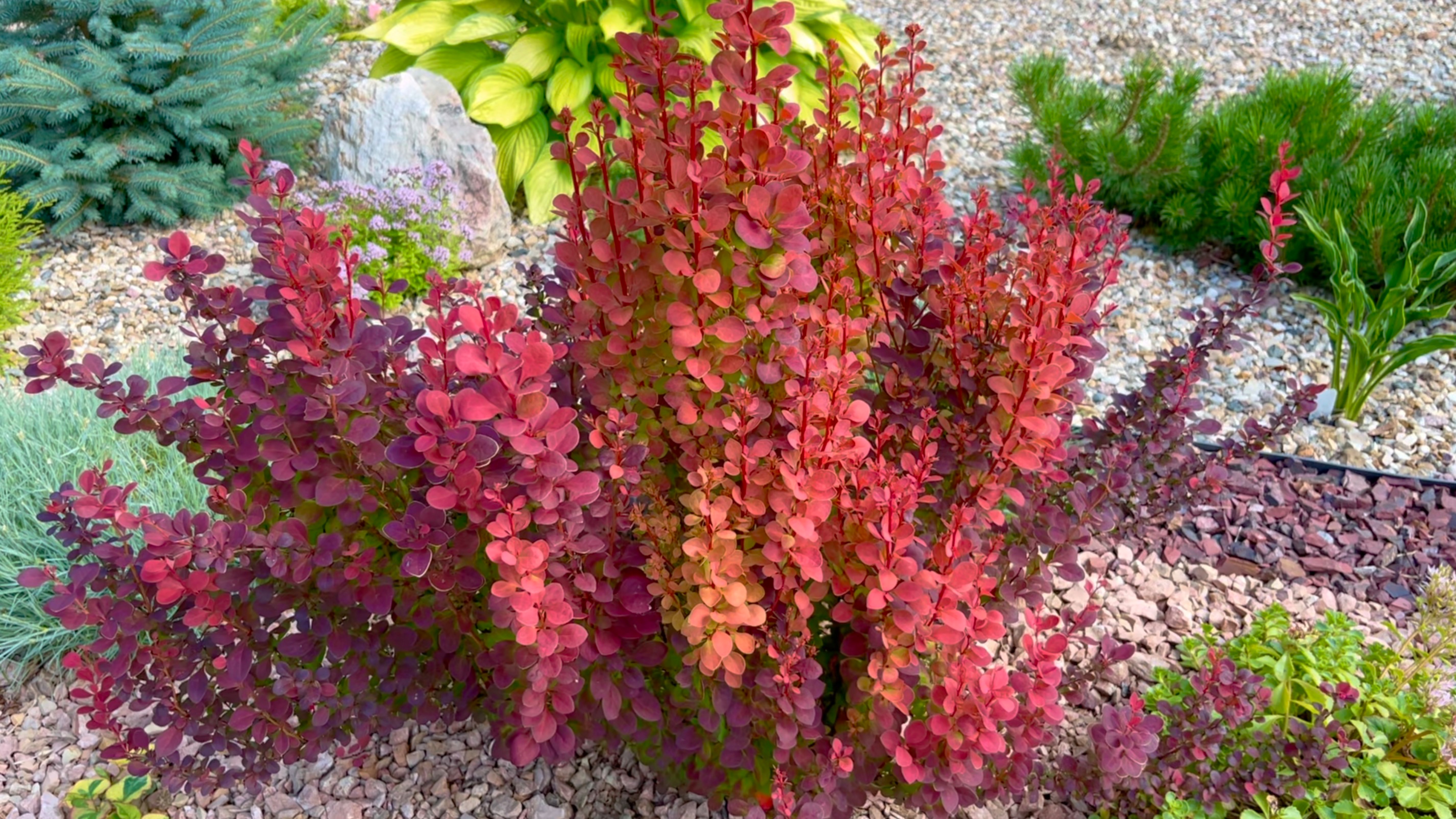 Удивительный мир барбарисов. Яркие акценты в саду. От карликовых до высокорослых.