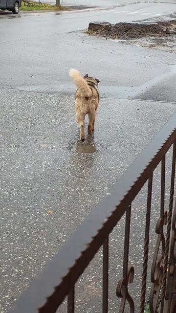 Медвежонок 😄