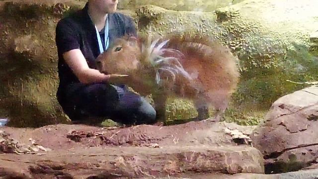 Москвариум. Капибара.