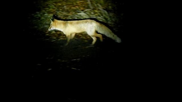 Лиса осень 2025 г