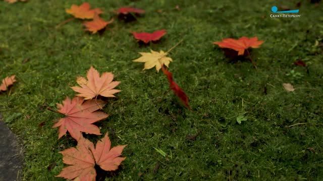 Самые яркие кленовые места Петербурга