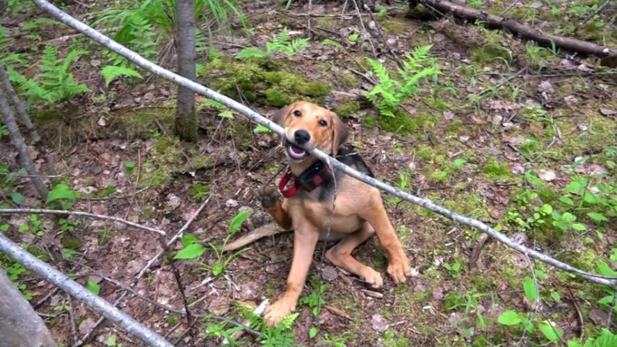 НАГОНКА ПО ЗАЙЦУ.Русские гончие Лайма и Раскат 3 мес. вл. Шатров В.А.#охотасгончей#топ #hunting
