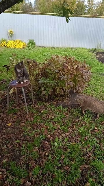 4.10.25г.   Три🐈🐈🐈 КРАСАВЦА!!!👍🙂