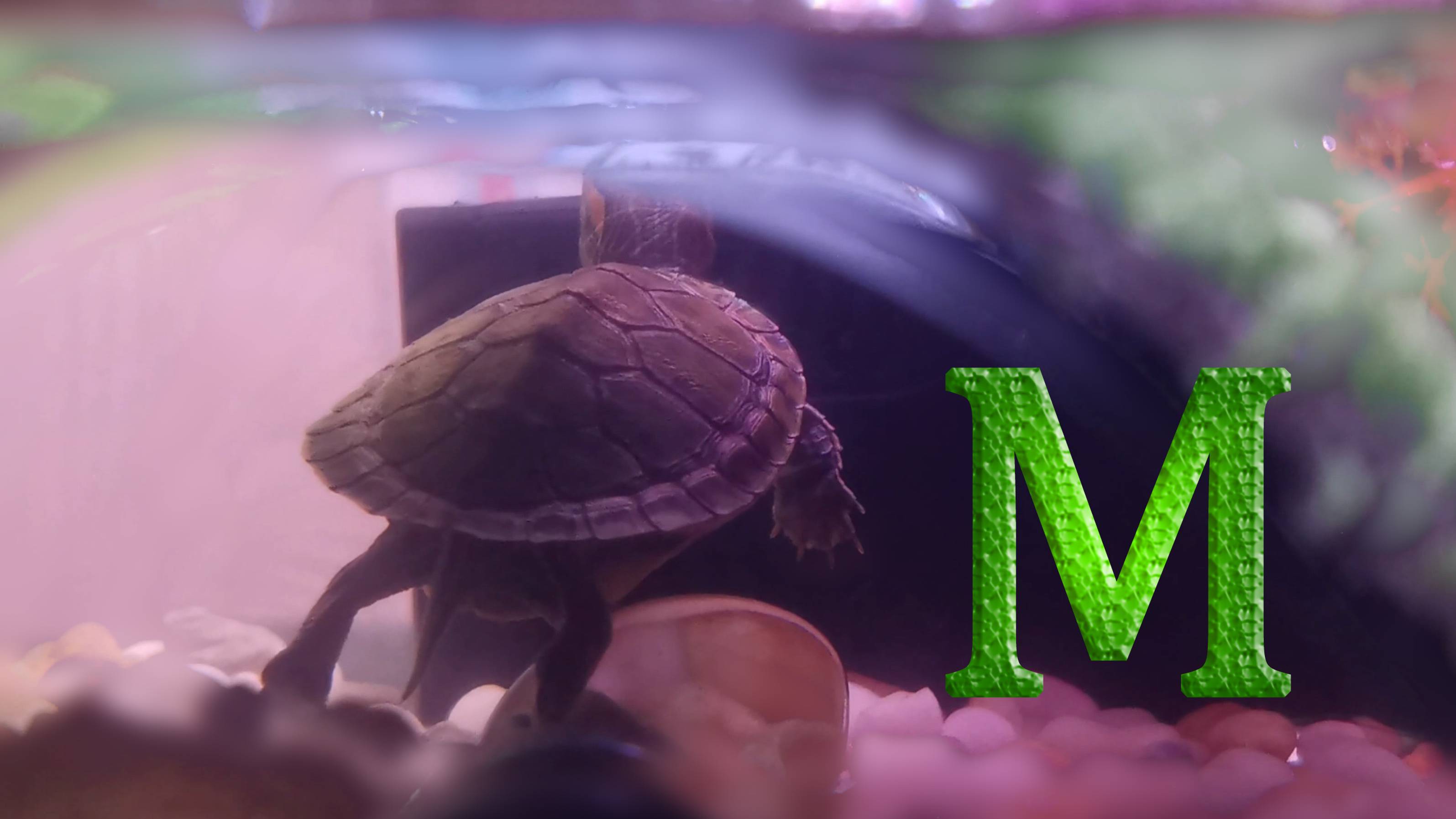 Манго! Красноухая черепашка