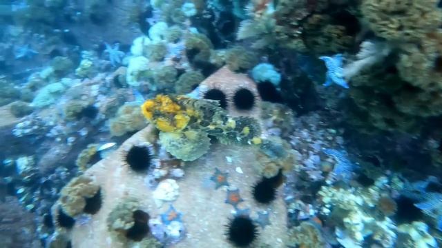 Доминутки ))). Волосатая рогатка