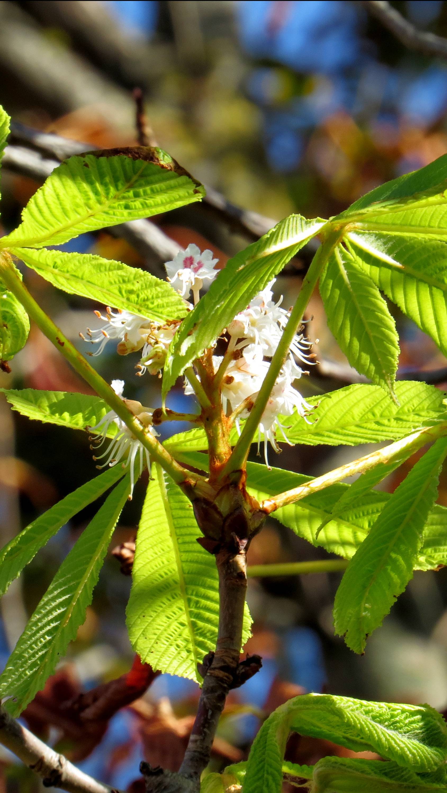 И вновь цветут каштаны!
