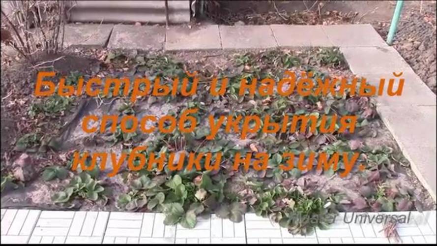 Как укрыть клубнику на зиму, быстрый надёжный способ.