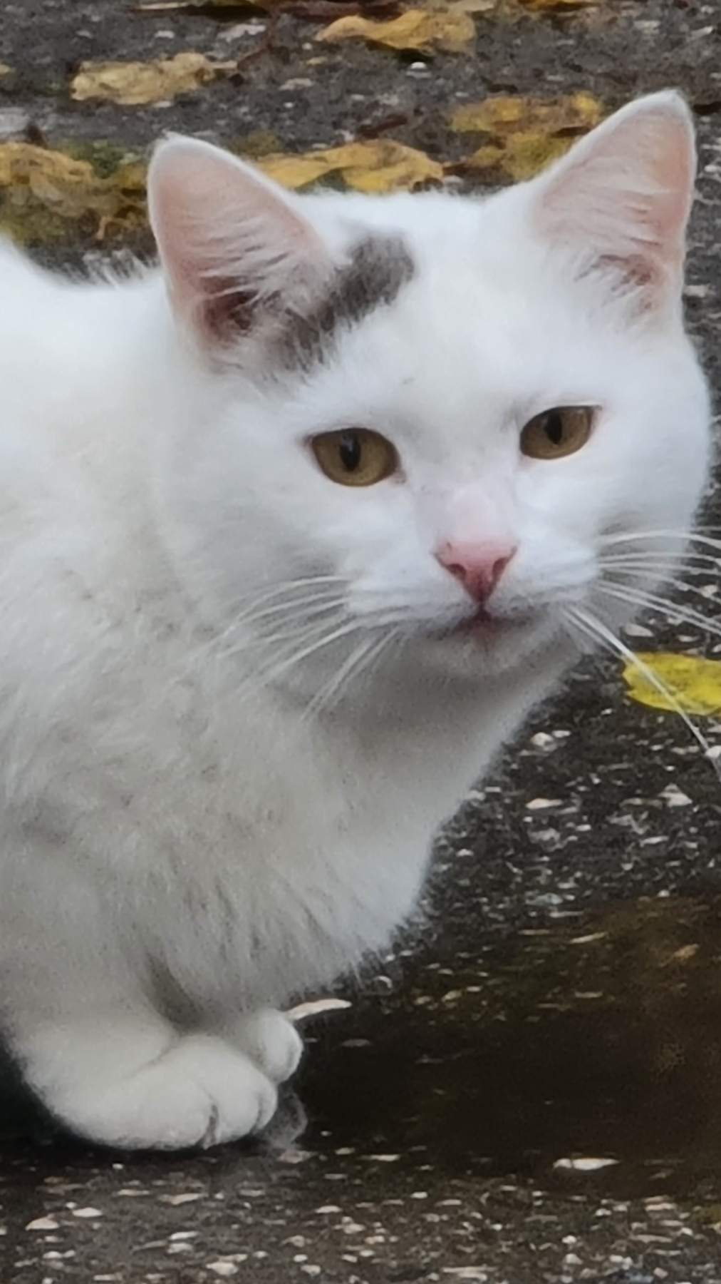 Уличные кошки.